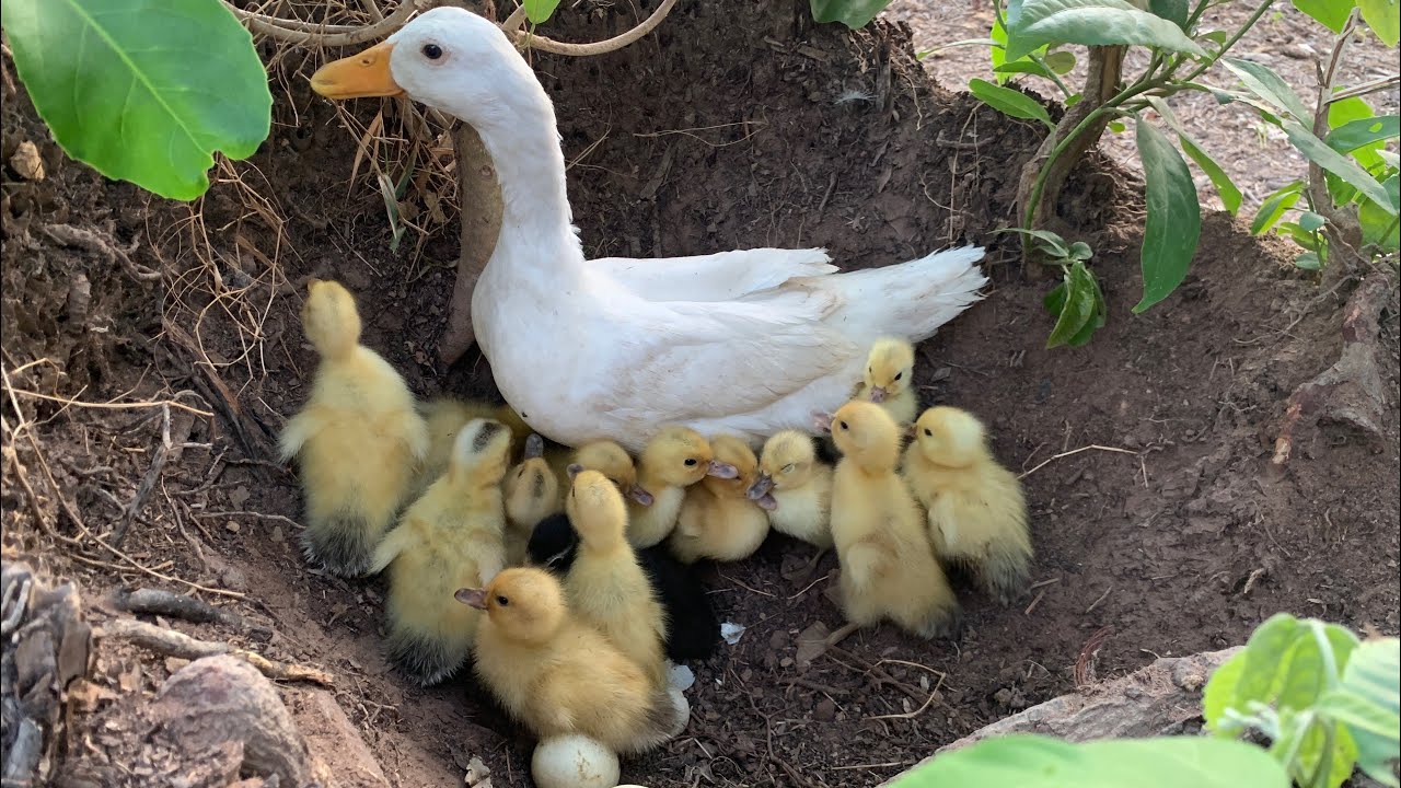 Amazing Pekin 40 Yellow and Black Duckling Hatching From Eggs _ Cute ...