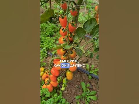 Томат черри для консервирования. Сладкий и урожайный томат черри для ...
