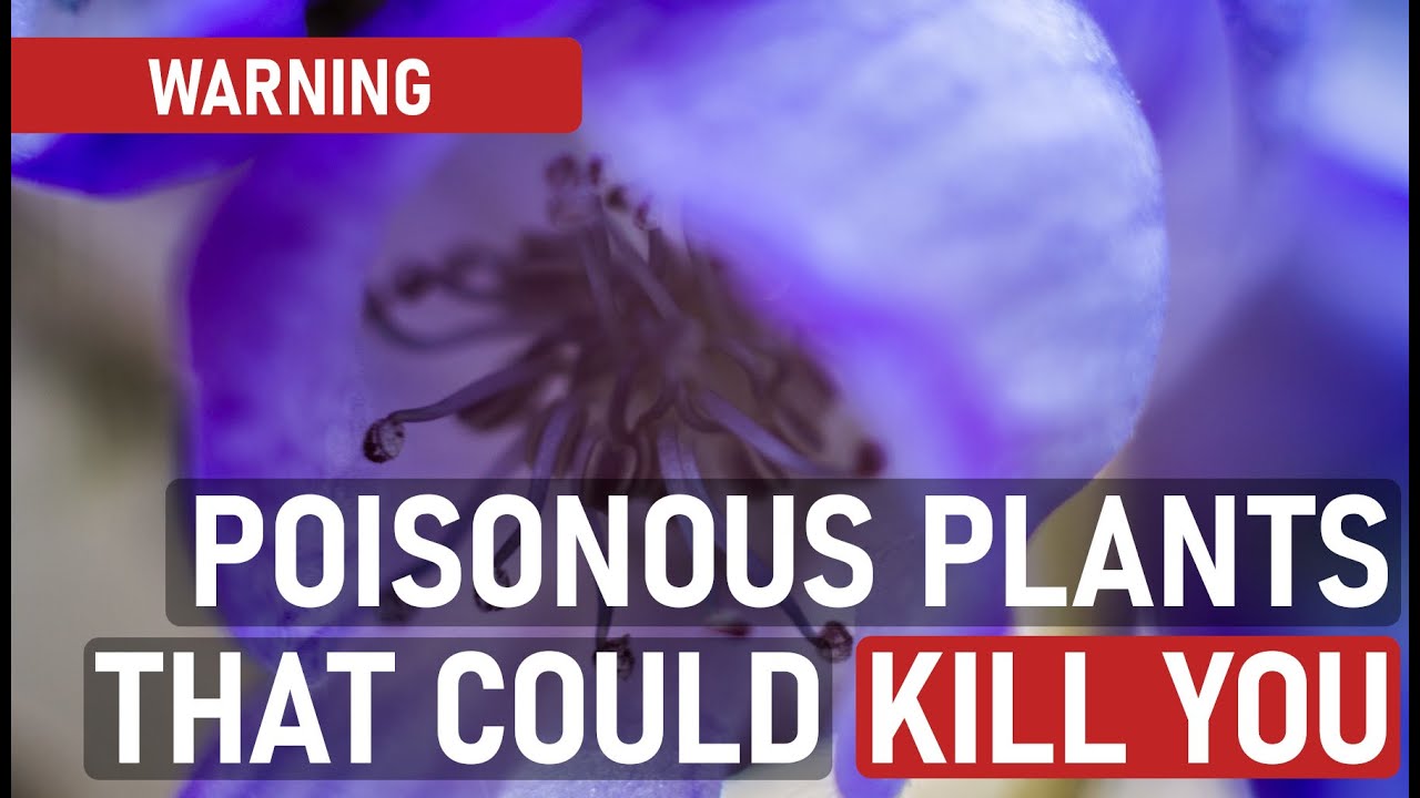 Deadly Beauty, Three Poisonous Plants That Could Kill You! (WARNING ...