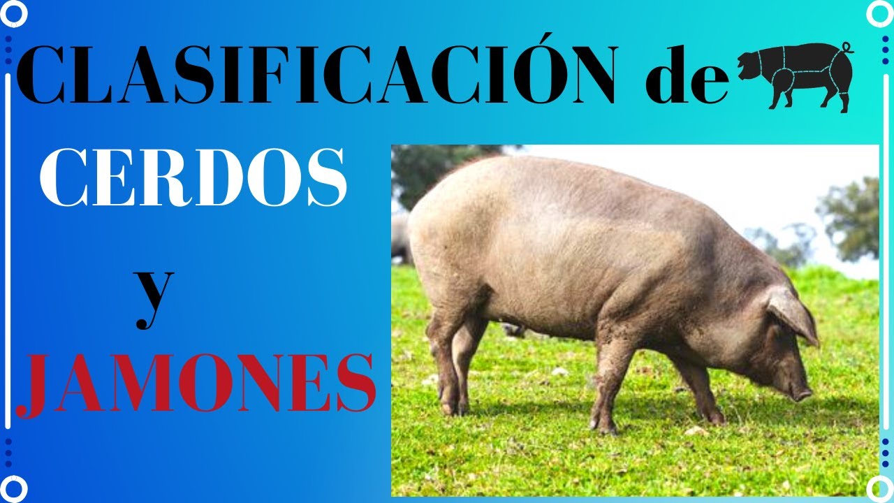 🐷CLASIFICACIÓN DE CERDOS Y JAMONES🐖[Cerdo ibérico][Bellota] - YouTube