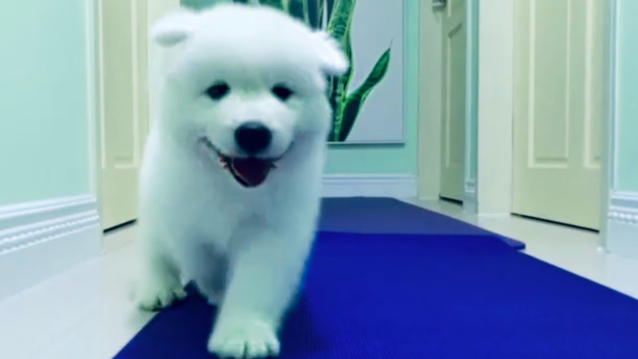 #Samoyed#薩摩耶#Puppy #萨摩耶 - YouTube
