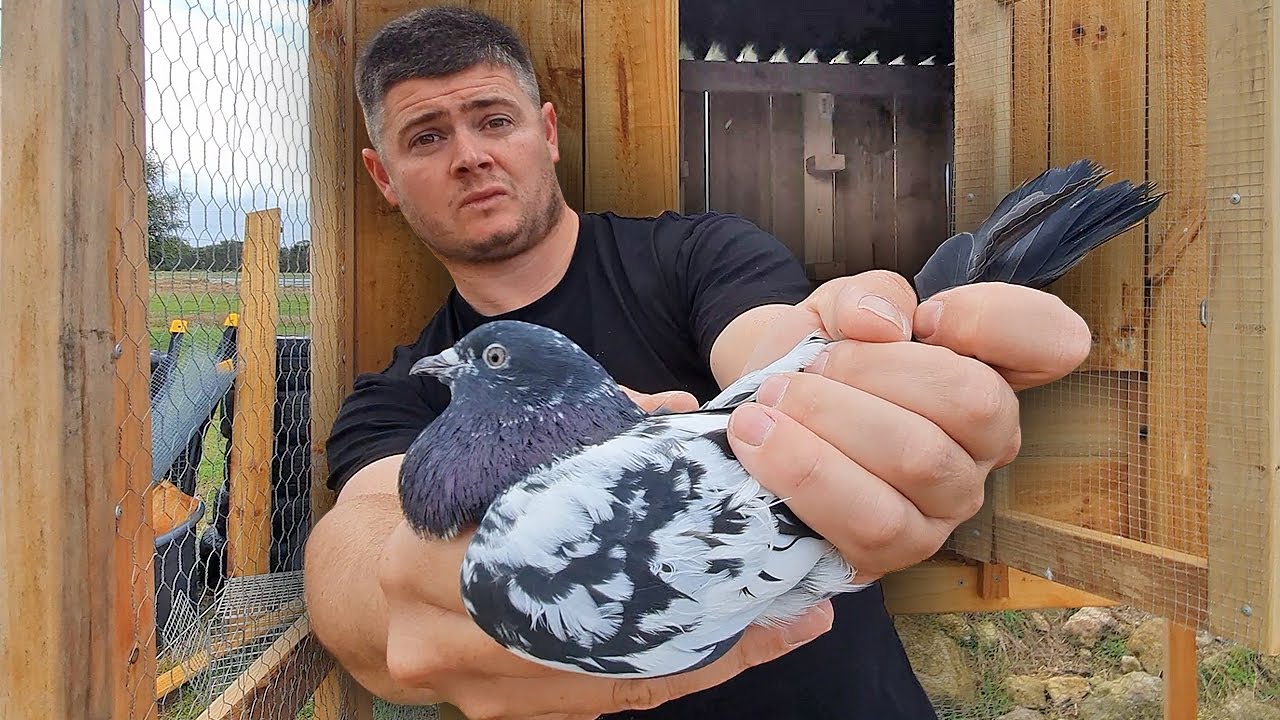 Really Enjoying My New High Flyer Pigeons - YouTube