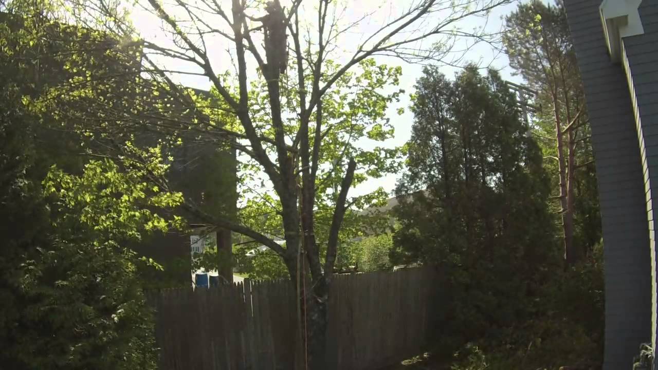 Arborist removes split Ash tree 2013 - YouTube
