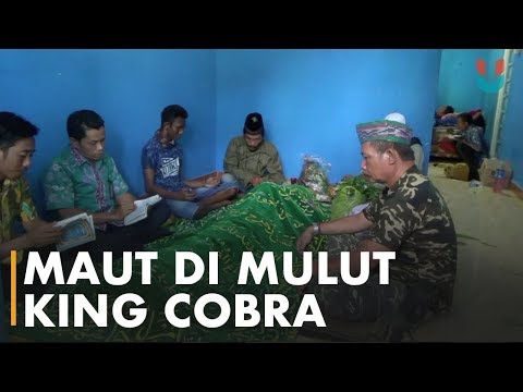 Maut di Mulut King Cobra