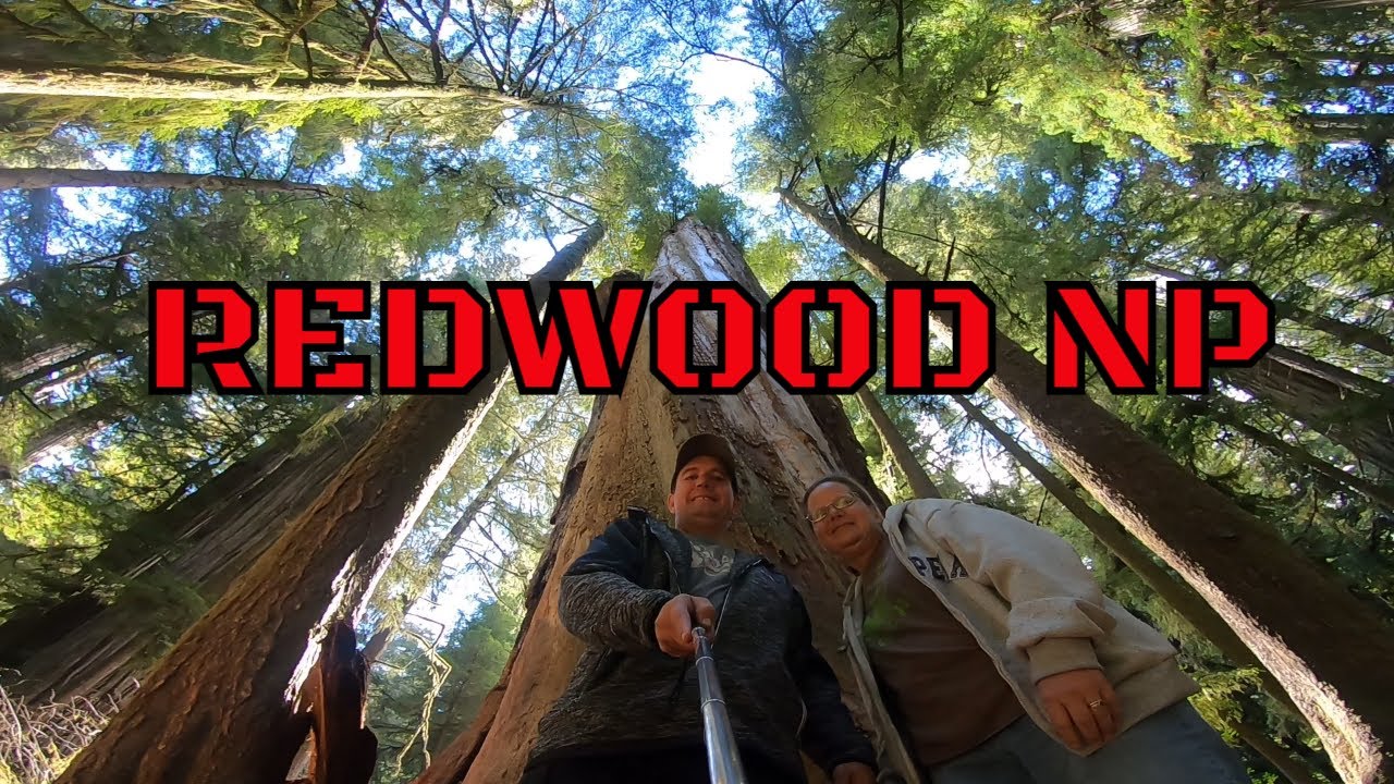 REDWOOD NATIONAL AND STATE PARKS | Just a stroll through an ancient ...