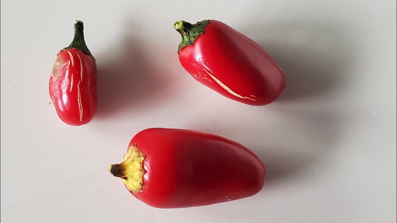 NuMex Pinata x3... a Jalapeño variety! - YouTube