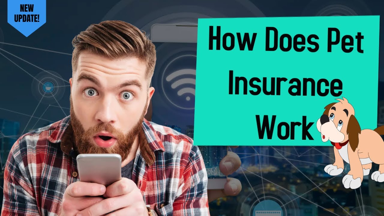 How Does Pet Insurance Work? : Understanding the Basics🐶 - YouTube