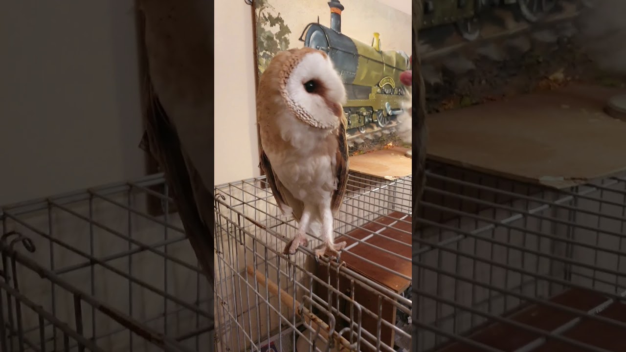 Barn Owl Dances To Shake Your Tail feather(2) - YouTube