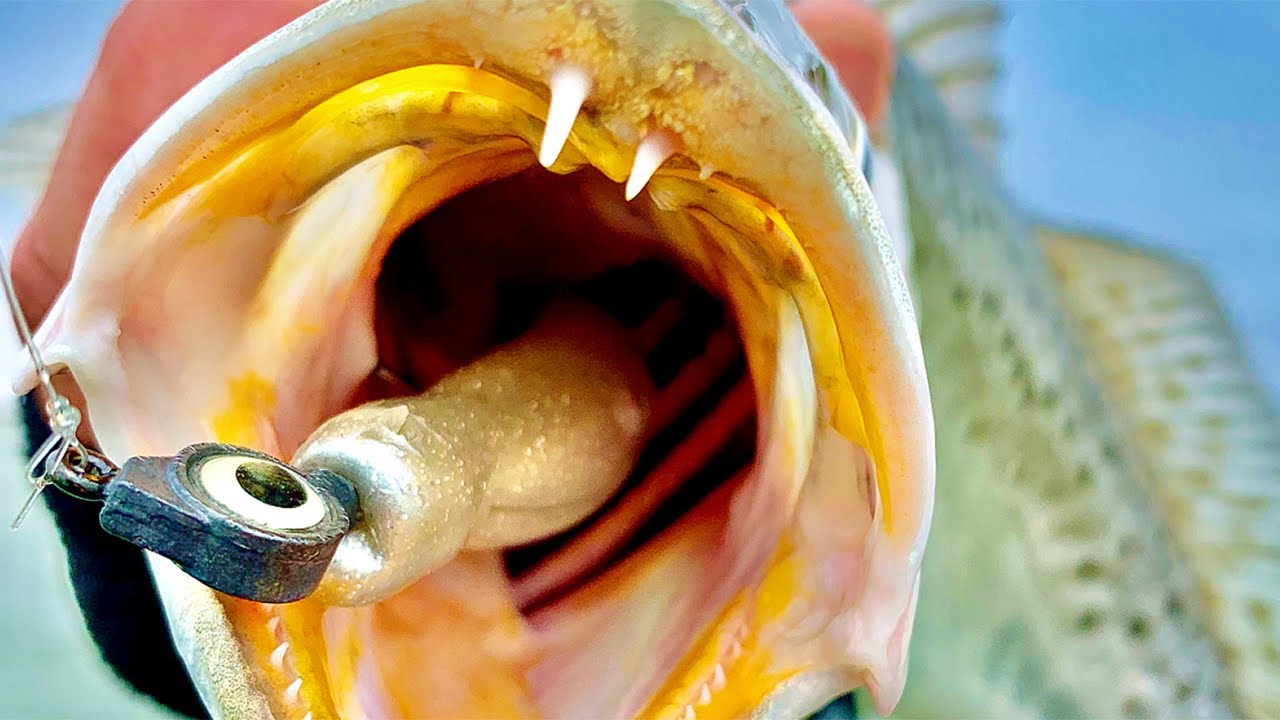 Amazing Speckled Trout Honey Hole (LIVE) - YouTube