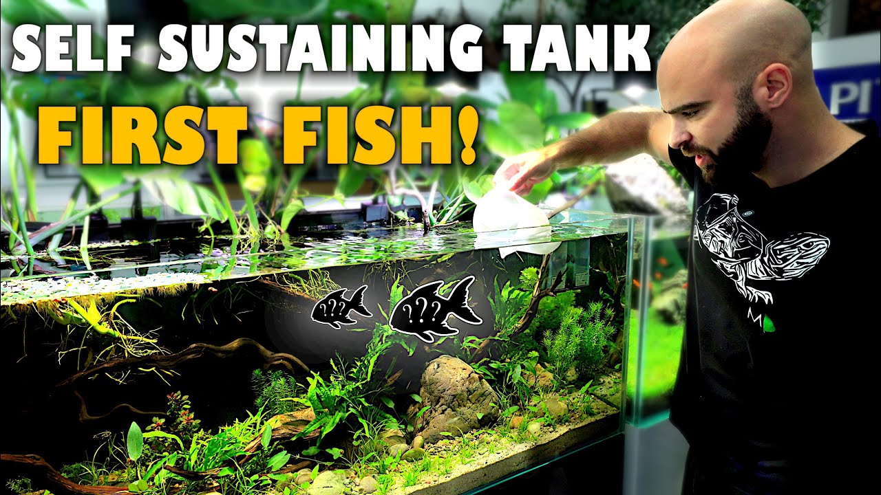 EP6 FIRST FISH! Self Sustaining Tank: no water changes, no cleaning, no ...
