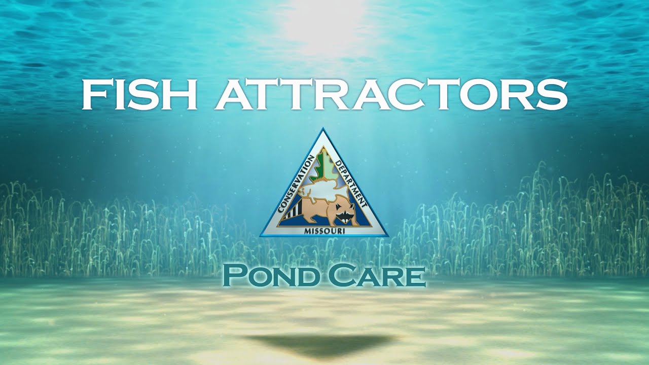 Pond Care 110: Fish Attractors - YouTube