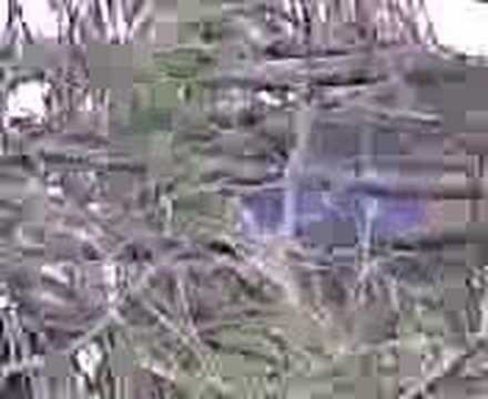 How To Catch A Rabbit - YouTube