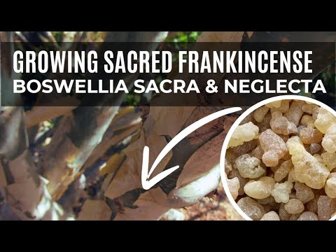 Ancient Medicinal Tree you Should be Growing | Frankincense - YouTube