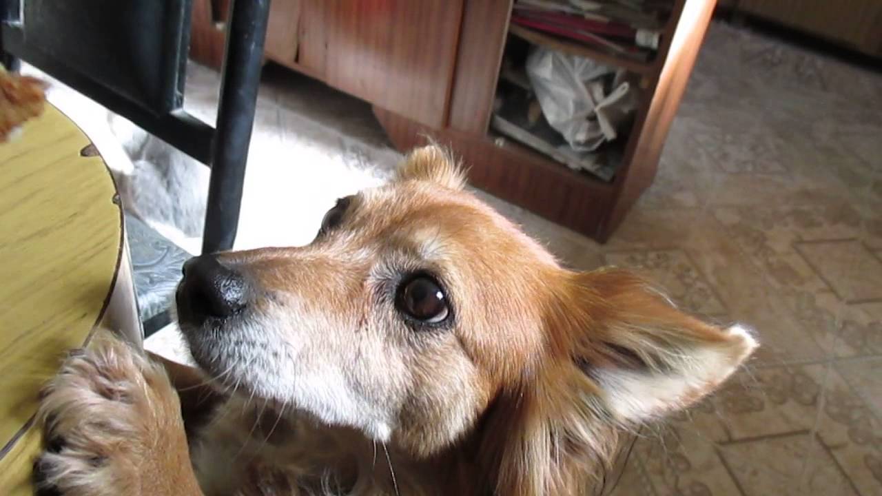 Perro desesperado por comer - YouTube