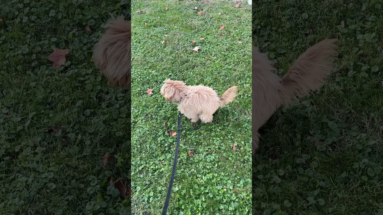 dog taking shit 2 - YouTube