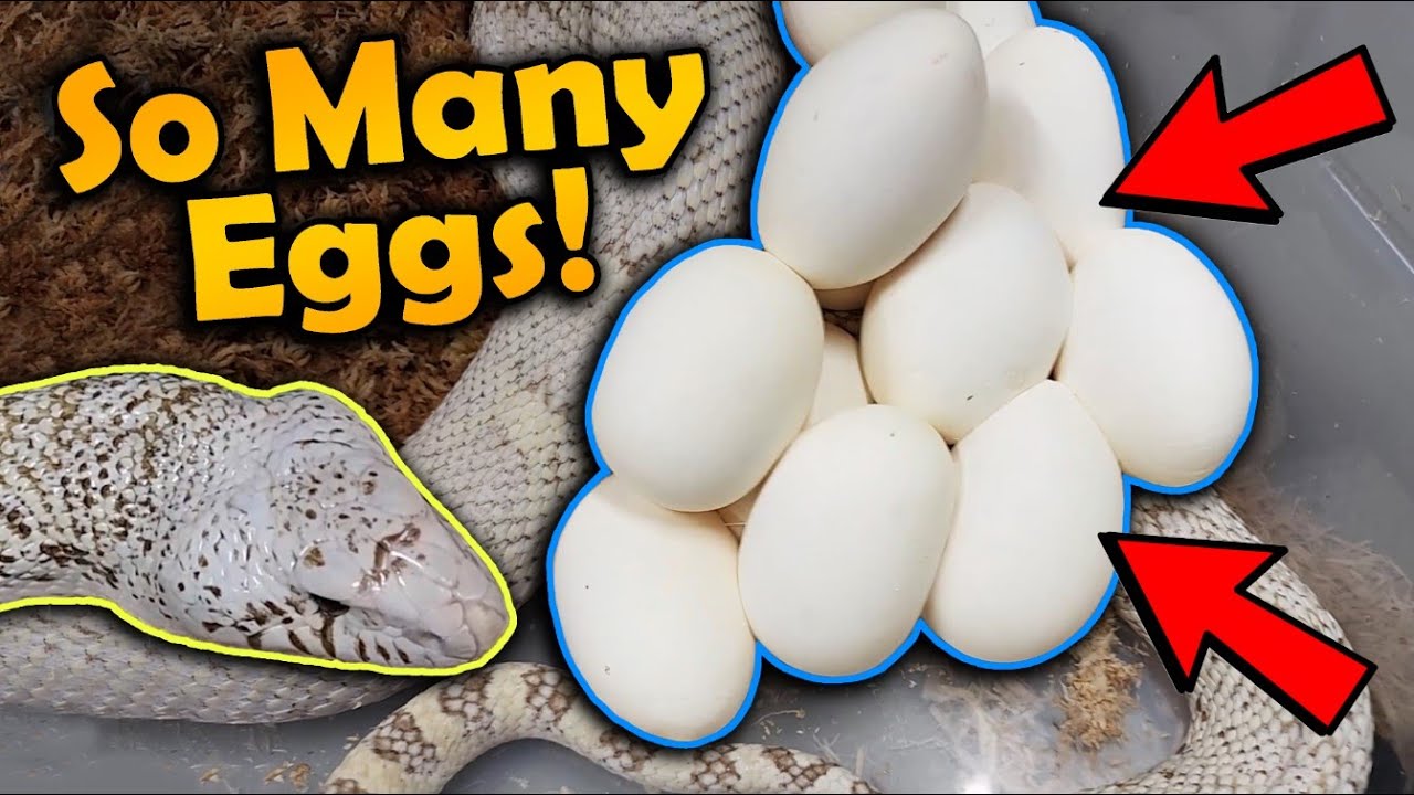 Our Ghost Bullsnake Laid Eggs! - YouTube
