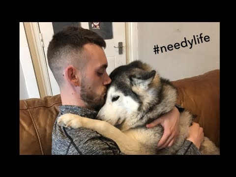 Have you ever met such a needy husky?? [YOUTUBE EXCLUSIVE]