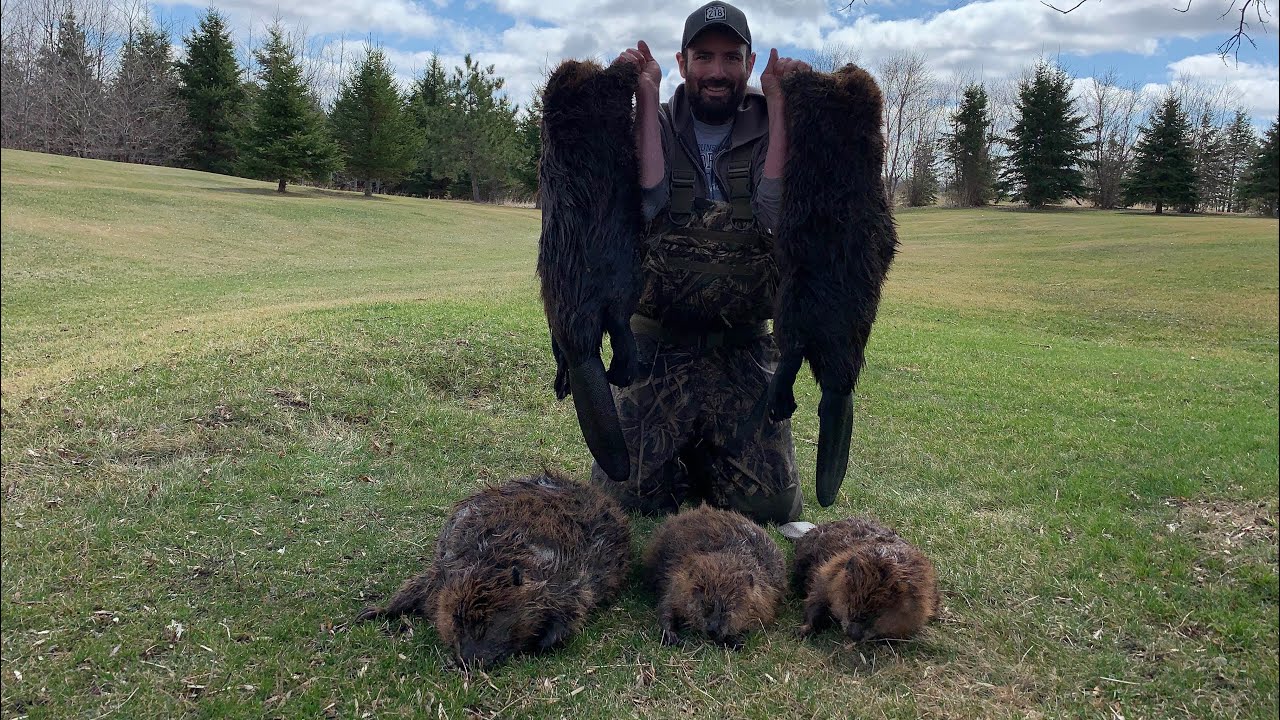 Spring Beaver Trapping 2021 EP. 7- most beaver in one day this season ...