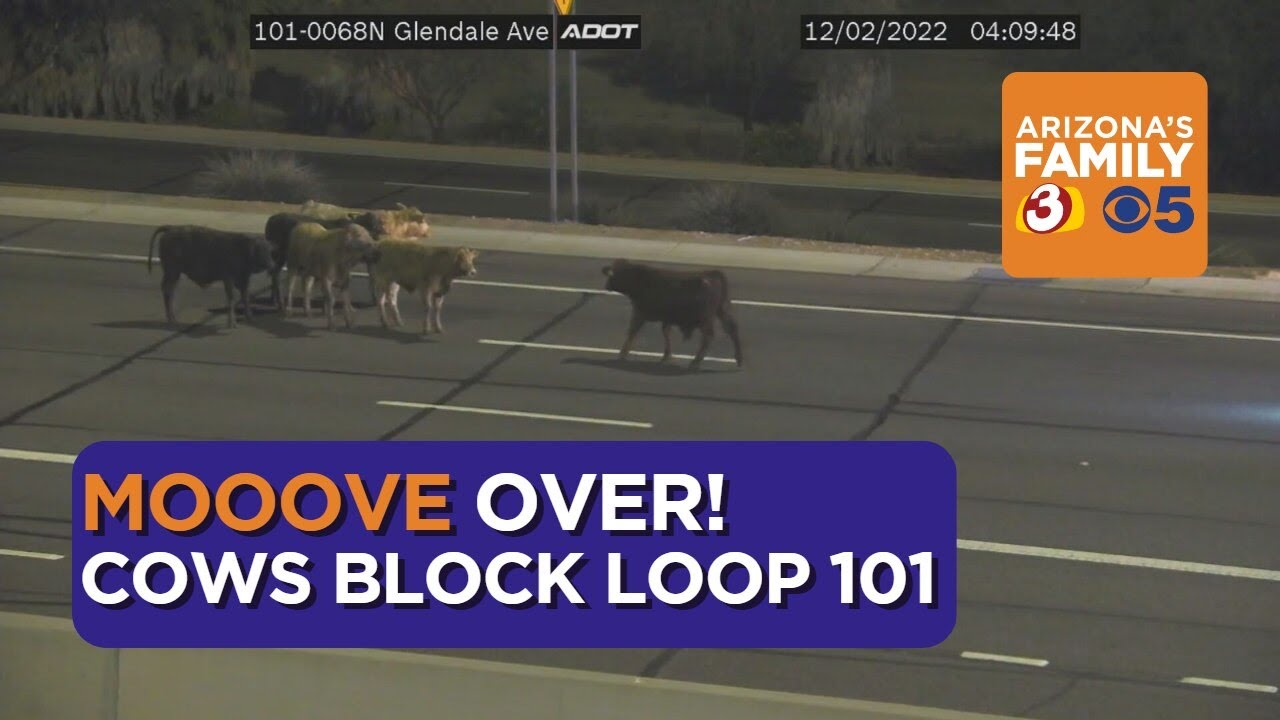 Cows cause slow MOOOving commute on Arizona freeway - YouTube