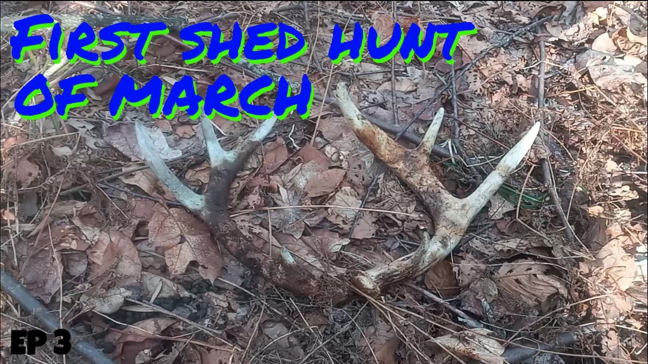 Shed Hunting Pennsylvania 2025 - 1st Shed Hunt of March! - YouTube