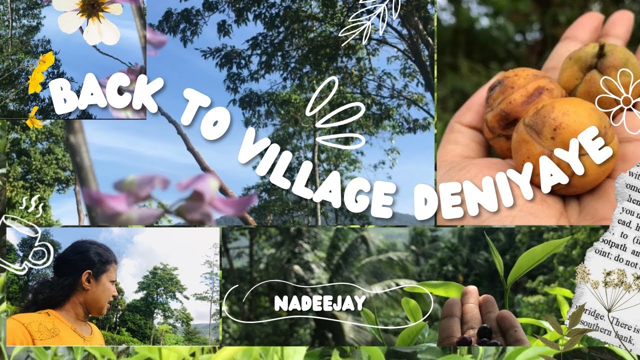කාලෙකින් දෙනියායේ ගෙදර ආවා🌳🏡|Back to village Deniyaye # ...