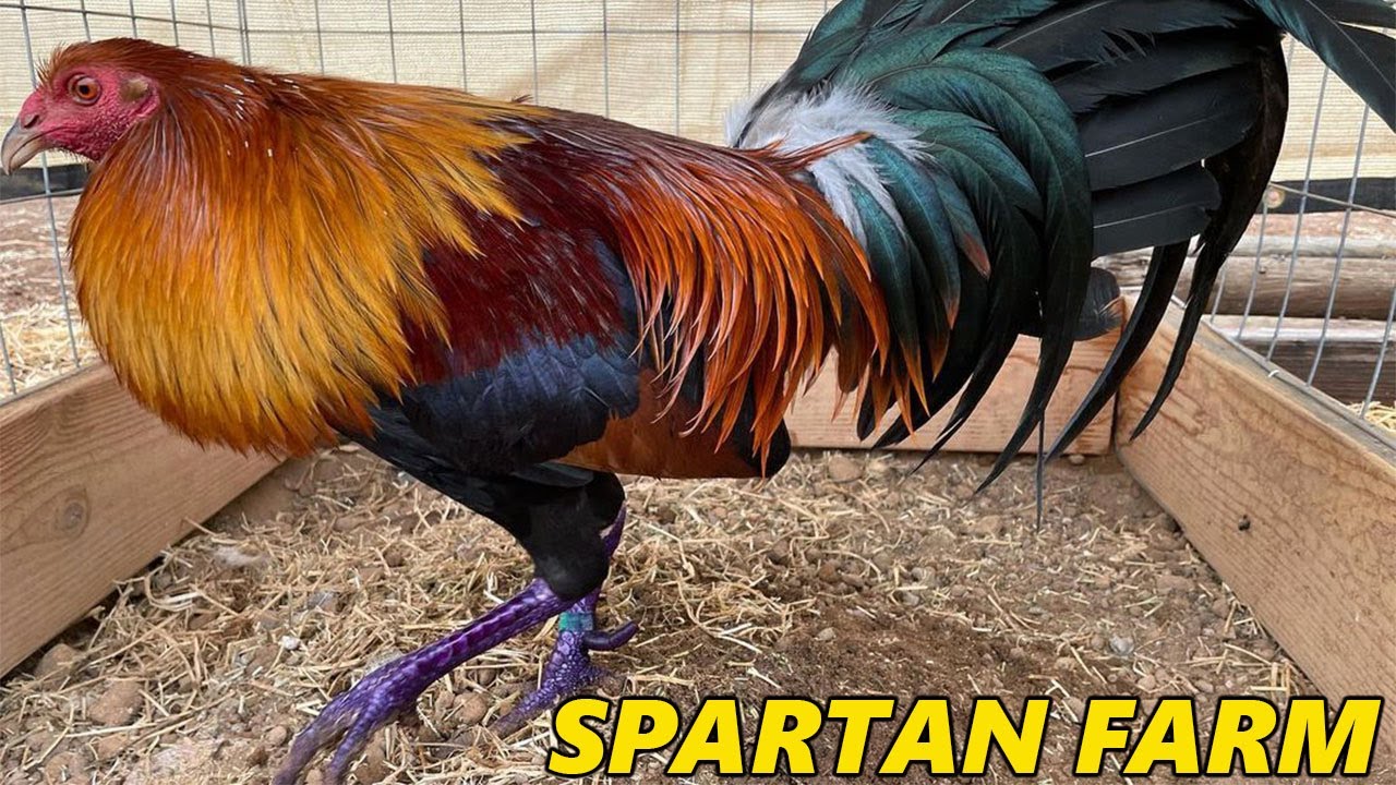 CALIFORNIA !! Hatch Kelso Blues Spartan Farm - Beautiful Birds - YouTube