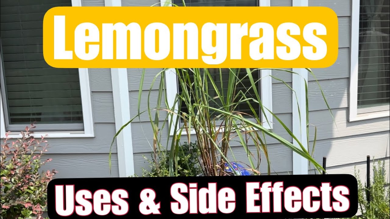 Lemongrass (Fever Grass) Uses & Side Effects // Herbs of Jamaica - YouTube