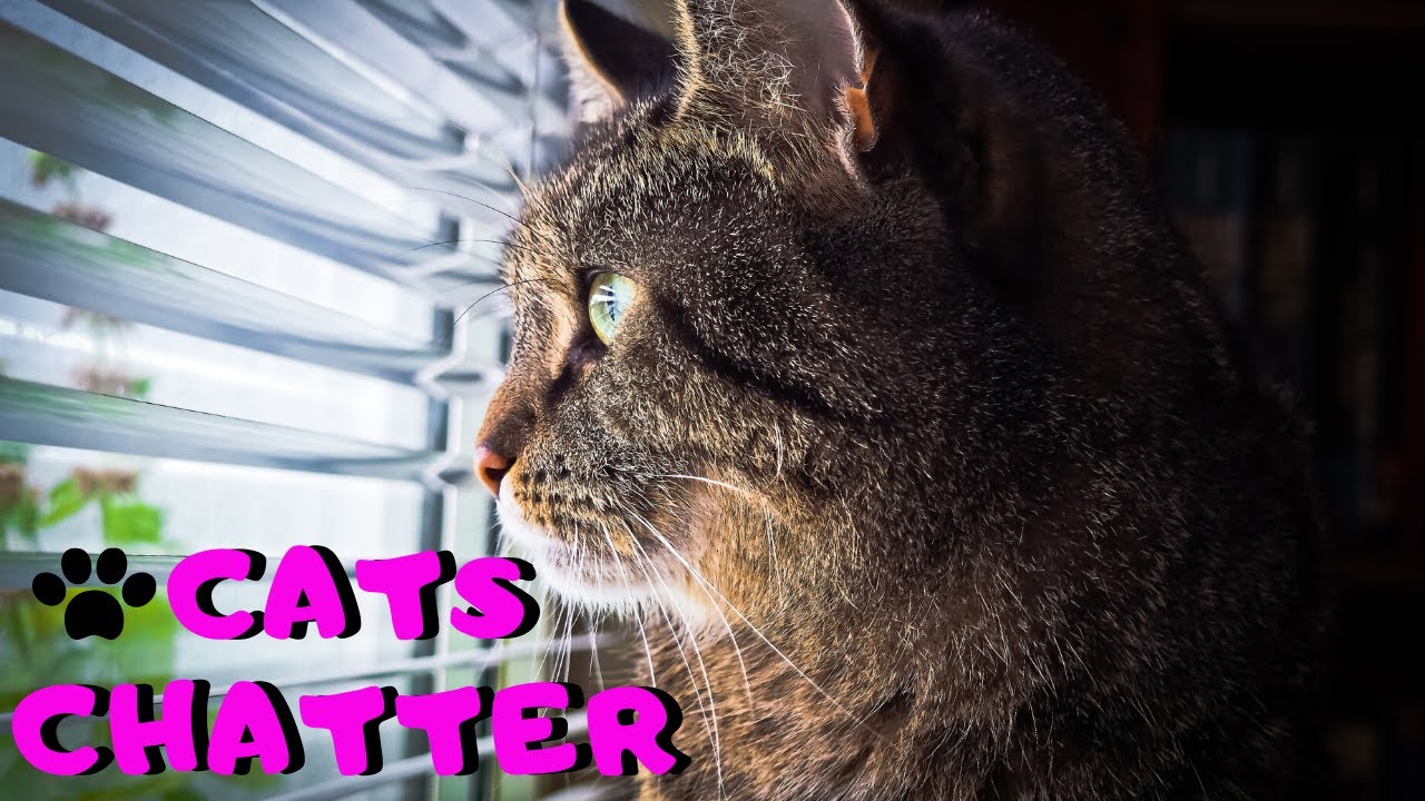 CAT COMPILATION - Cute Cats Chattering 2 - YouTube
