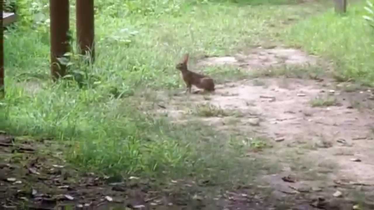 UN CONEJO EN EL BOSQUE - YouTube