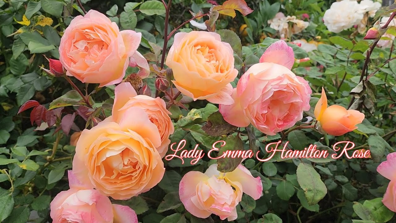Lady Emma Hamilton Rose from David Austin - YouTube