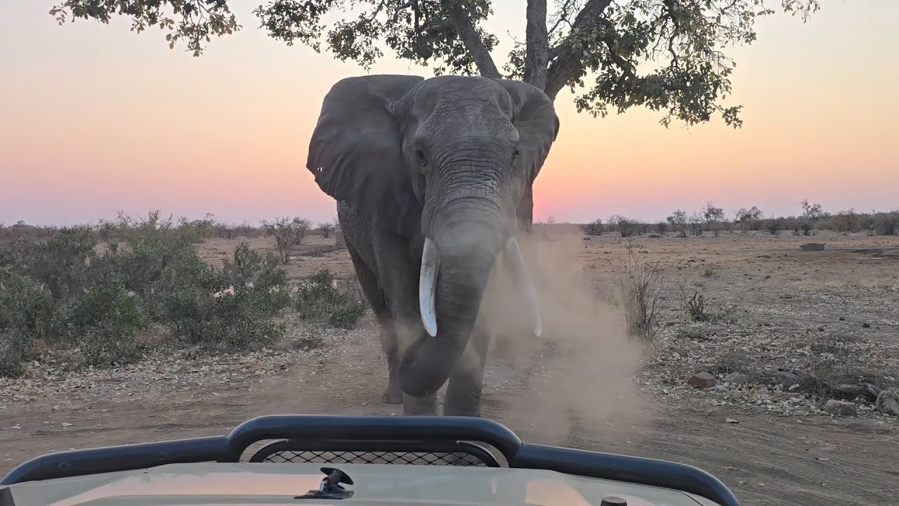 Elephant Bull in Musth Throwing Dust Up Close Kruger National Park ...