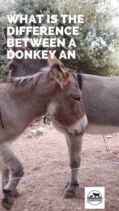 Difference between a donkey & mule - YouTube