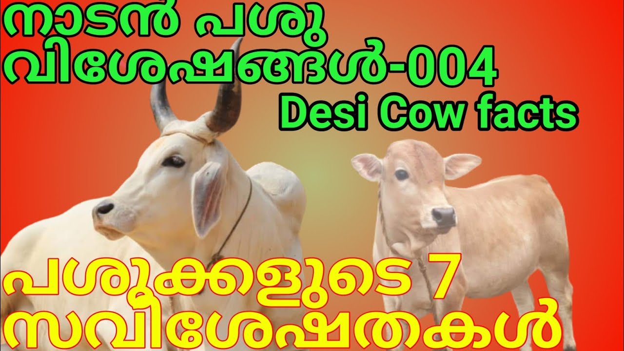 Nadan Pashu viseshangal-004 ll Desi Cow facts II Cows Unique features ...
