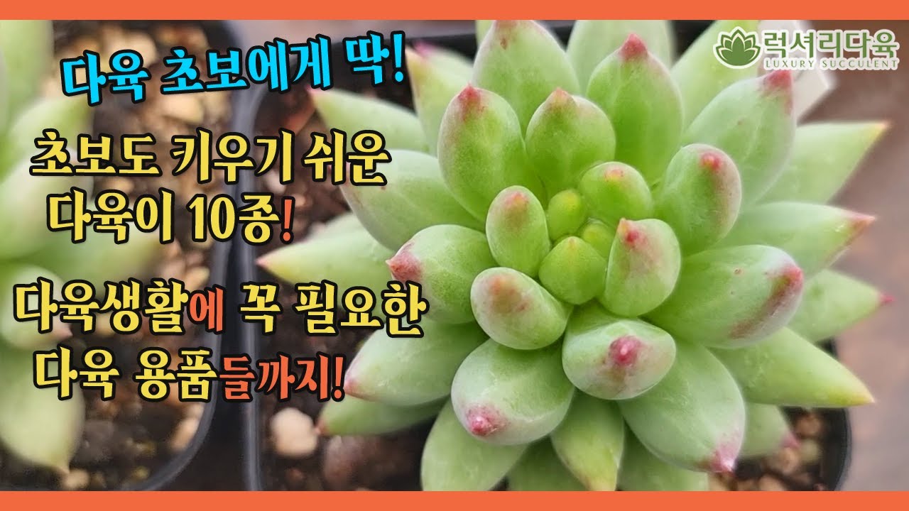초보 추천 다육 10종 특집 생명력 좋은 다육이들부터 다육생활에 유용한 용품들까지 한 영상에 럭셔리다육 안성 Youtube