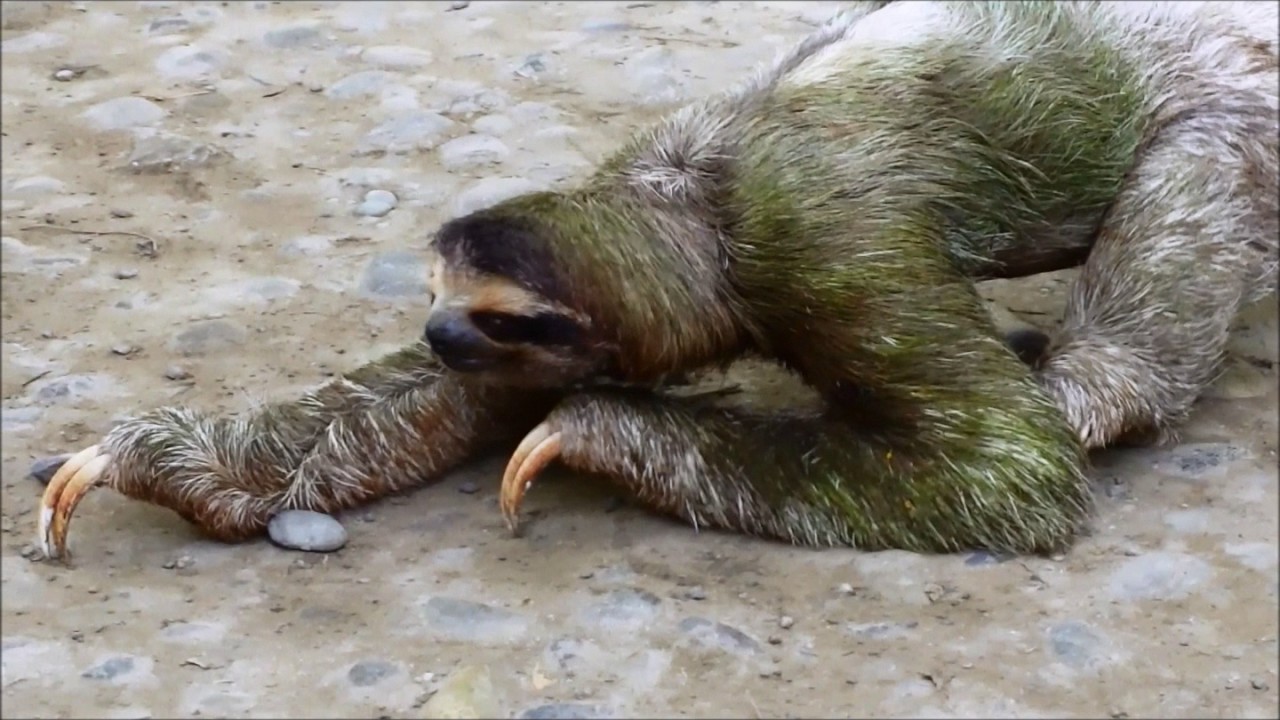 Faultier überquert eine Straße - YouTube