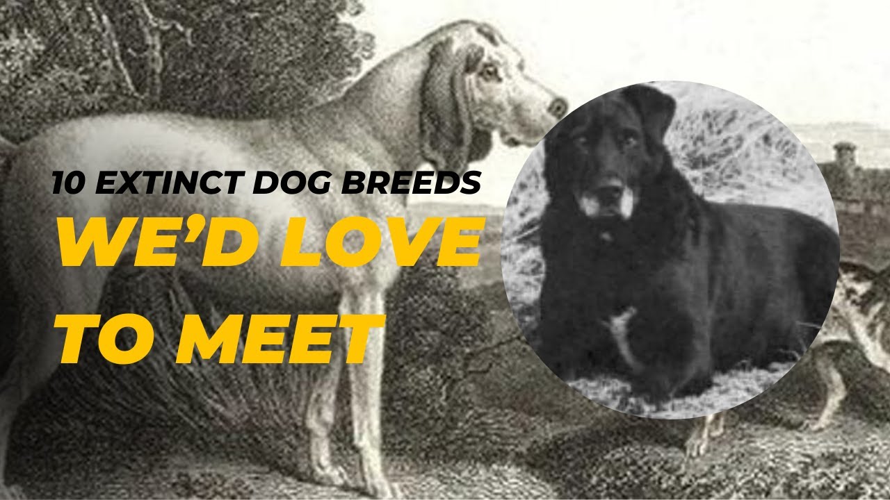 10 Extinct Dog Breeds We’d Love To Meet - YouTube