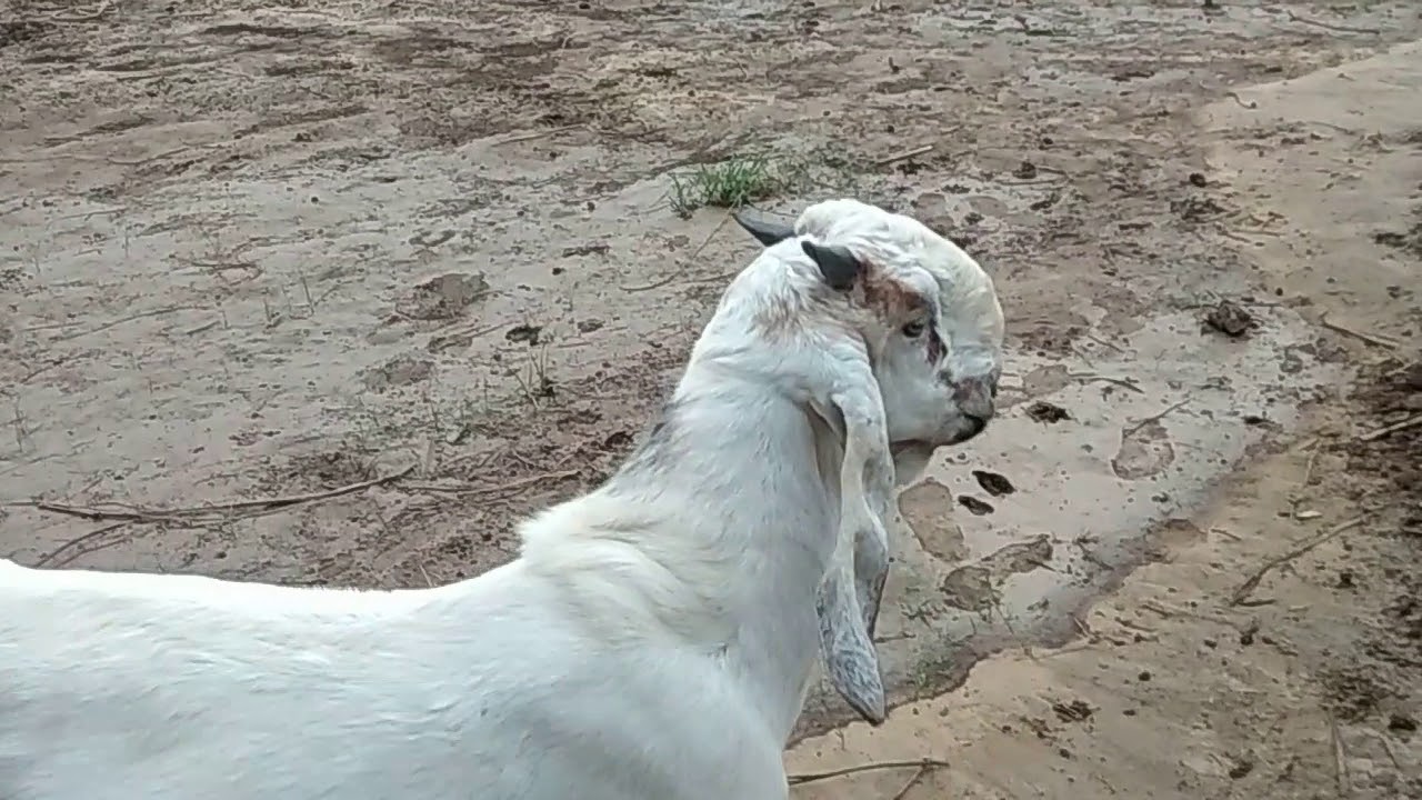 Jamunapari male 5 month for sale 9410094496..8077828394 - YouTube