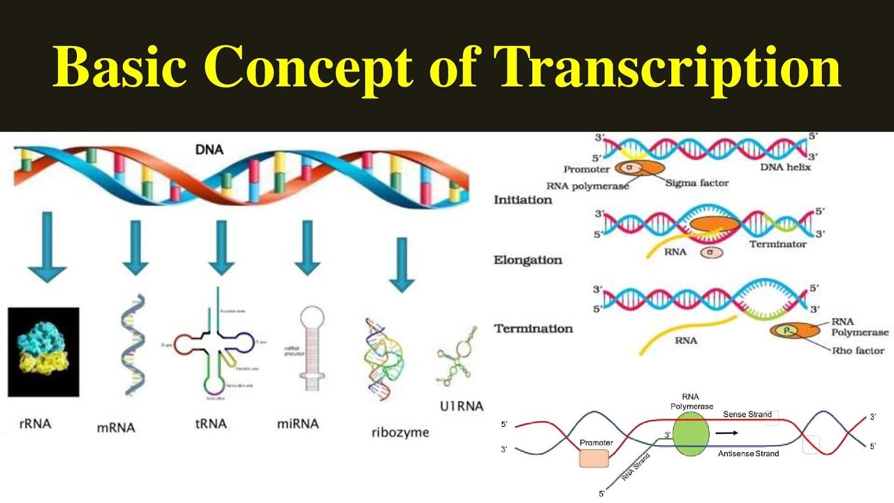 Prokaryotic Transcription | RNA Polymerase | Transcription in ...