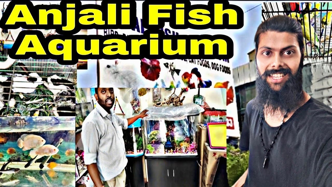 Anjali Fish Aquarium #viral #trending #Pahadi #uttarakhand #shorts # ...
