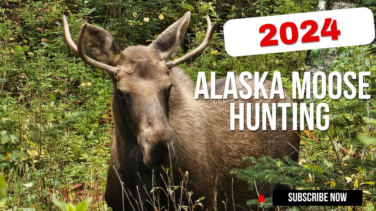 Kenai Peninsula Alaska Moose Hunting 2024 - YouTube