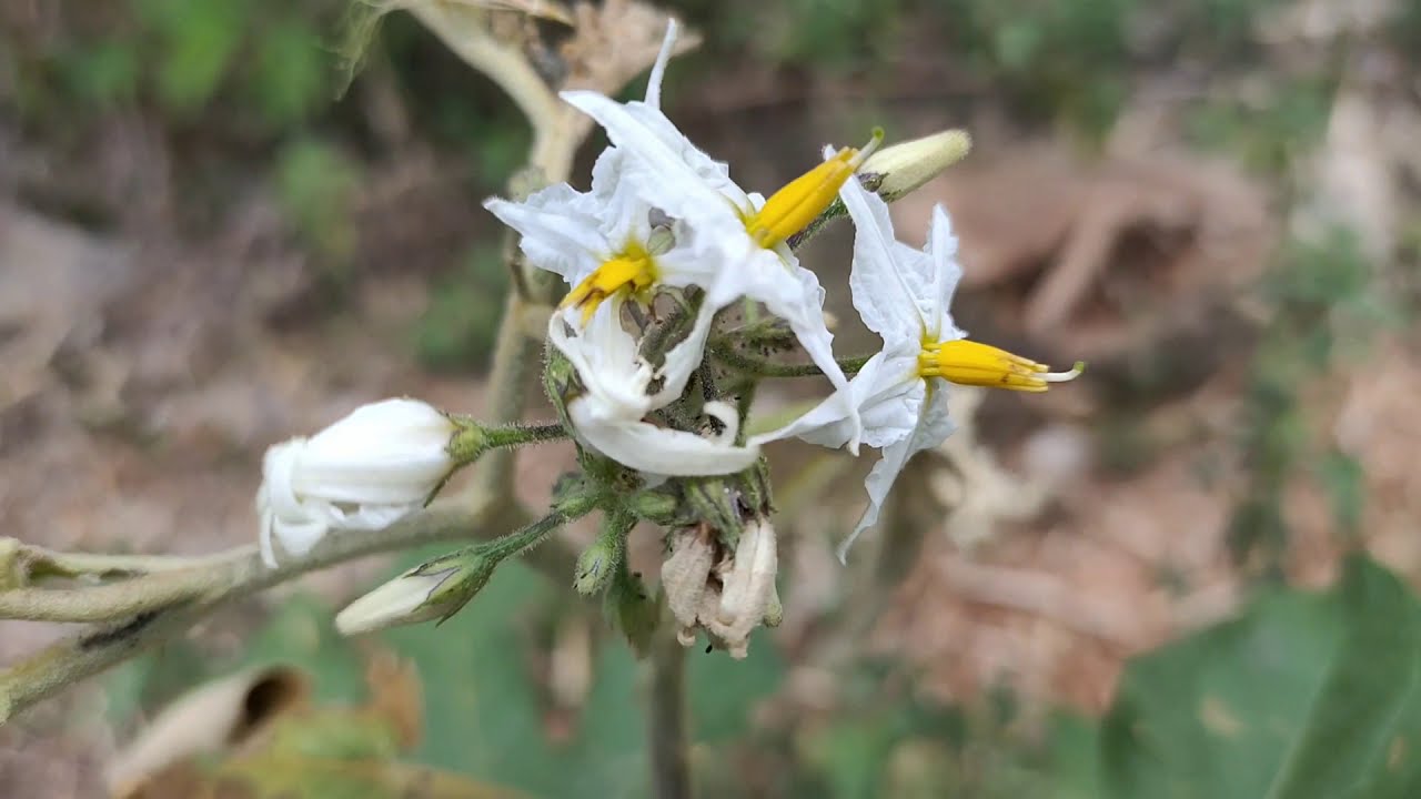 Semua Bunga Bernyanyi Riang - YouTube