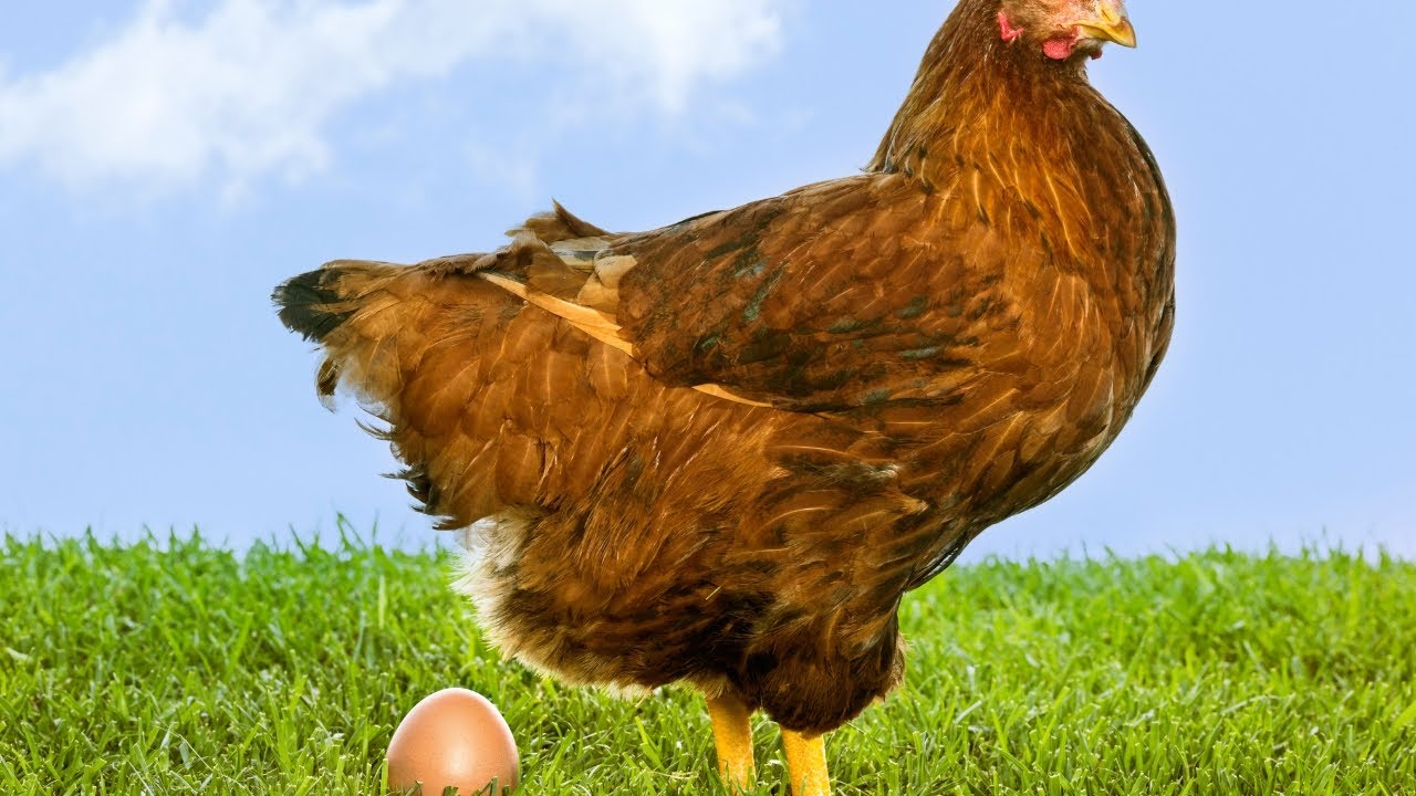The Egg-Laying Process of Chickens Explained - YouTube