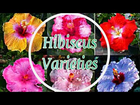 Hibiscus Colour Varieties : A Nice Garden Tour. - YouTube