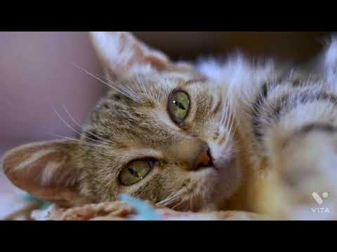 sad cat what'sapp status......