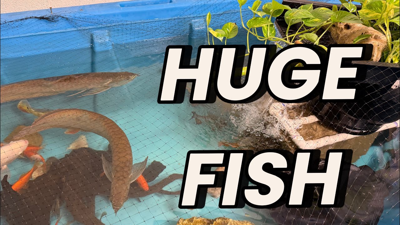 Fish Room tour pt2 - YouTube