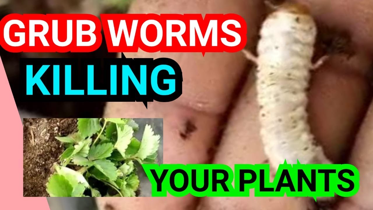 Grub Worms Killing your Strawberries and OTHER plants in your Garden ...