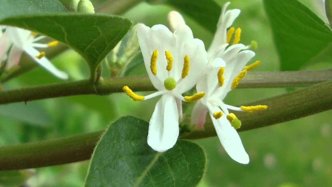 Exotic Honeysuckle ID - YouTube