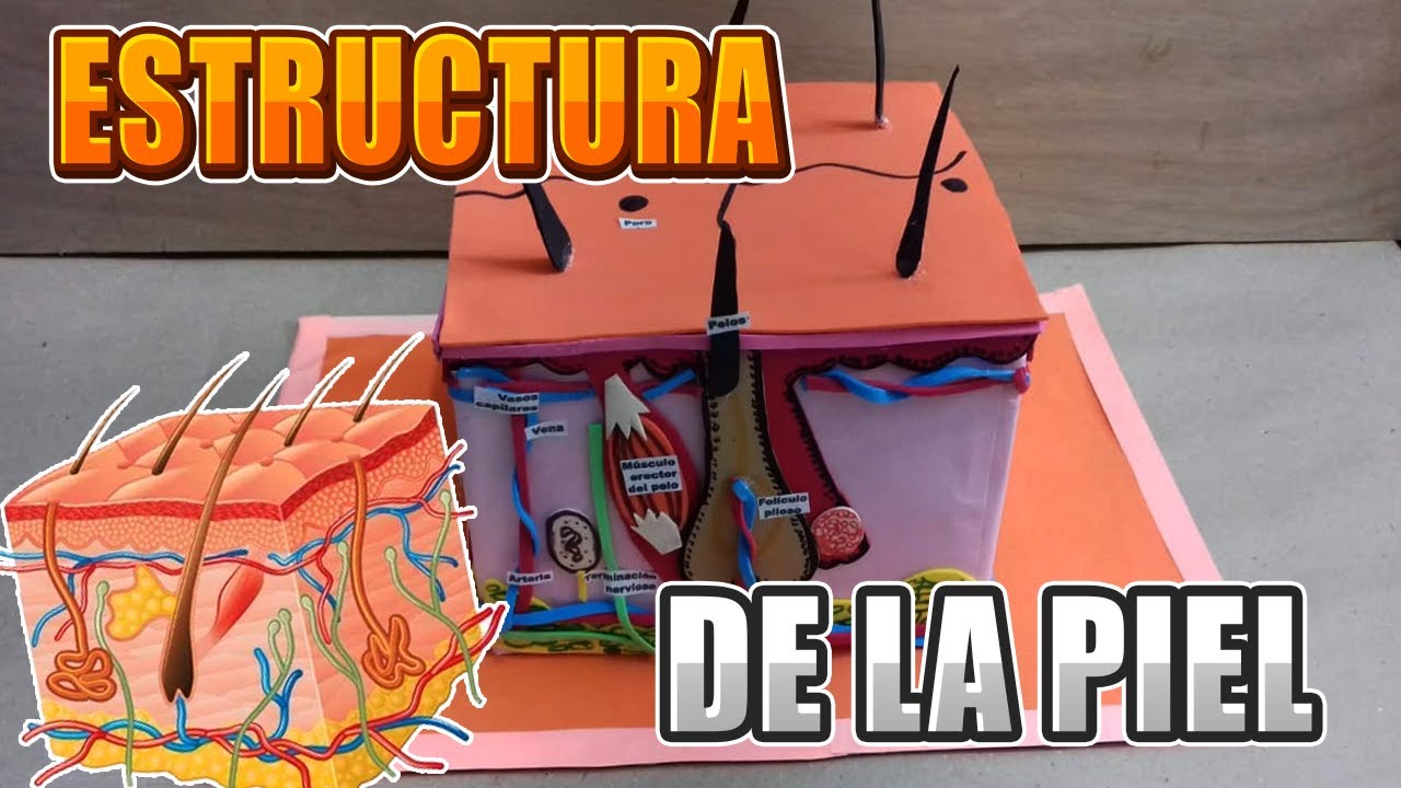 Como Hacer Una Maqueta De La Estructura De La piel y sus funciones ...