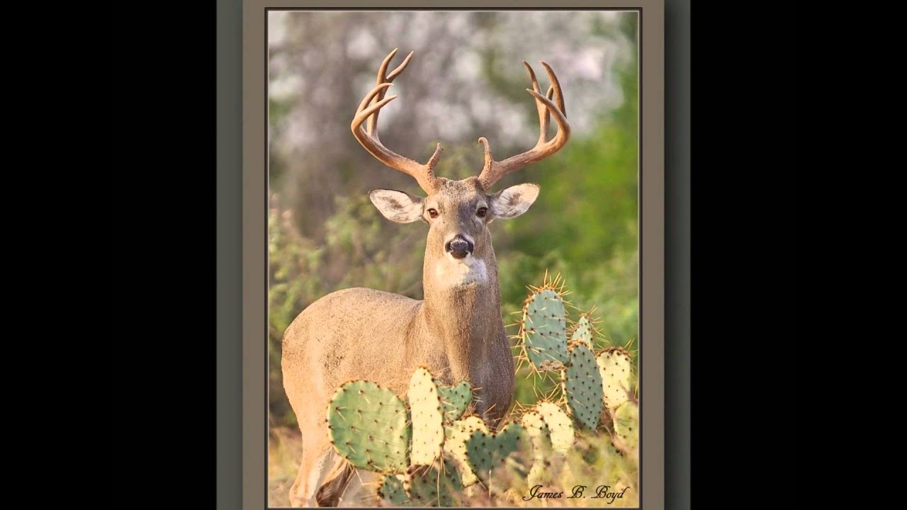 La Bota Ranch - Stand by Me - YouTube