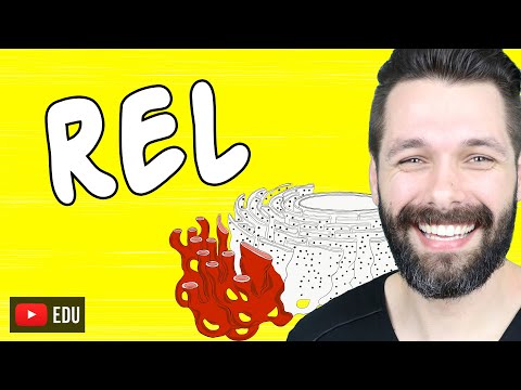 RETÍCULO ENDOPLASMÁTICO LISO OU AGRANULAR | Biologia com Samuel Cunha